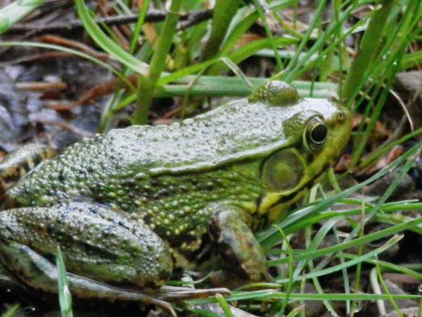 Green Frog | Project Noah