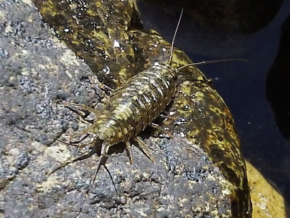 Sea Roach | Project Noah