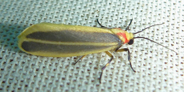 Arctiid Moth | Project Noah