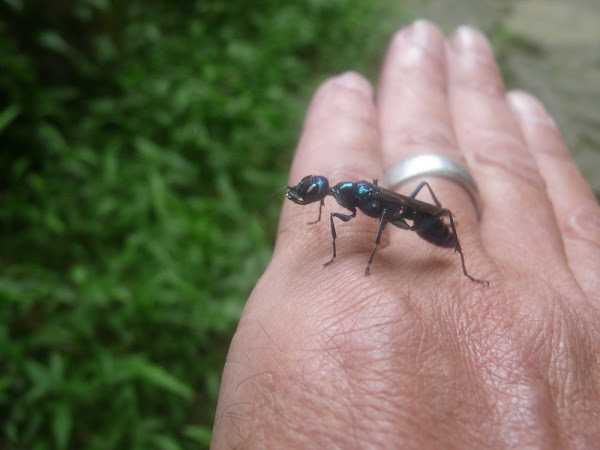 Electric Blue Wasp | Project Noah
