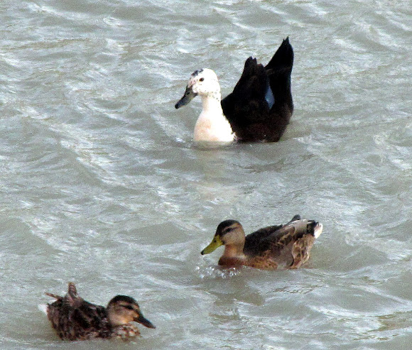 Mallard Ducks in eclipse plumage | Project Noah