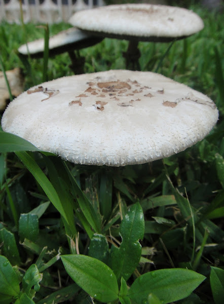 False parasol | Project Noah