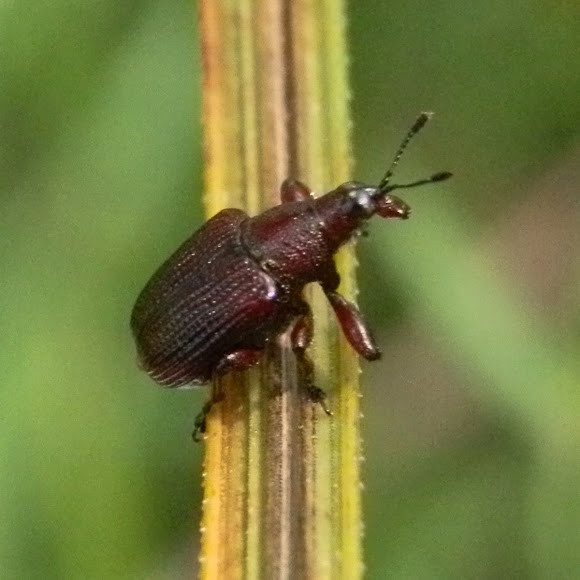 Leaf-roller Weevil | Project Noah