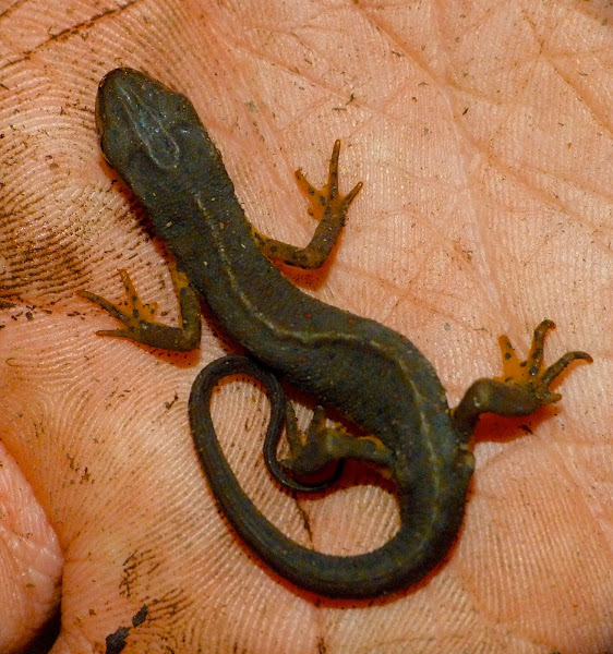 Eastern newt | Project Noah