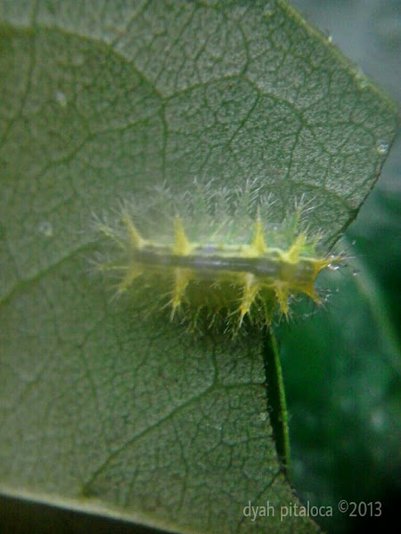 Young Setora Nitens | Project Noah