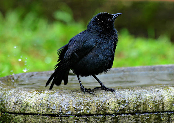 Scrub Blackbird | Project Noah