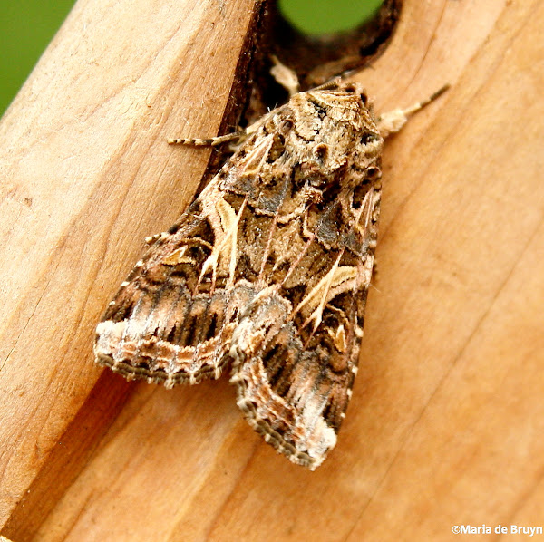 Yellow-striped armyworm moth | Project Noah