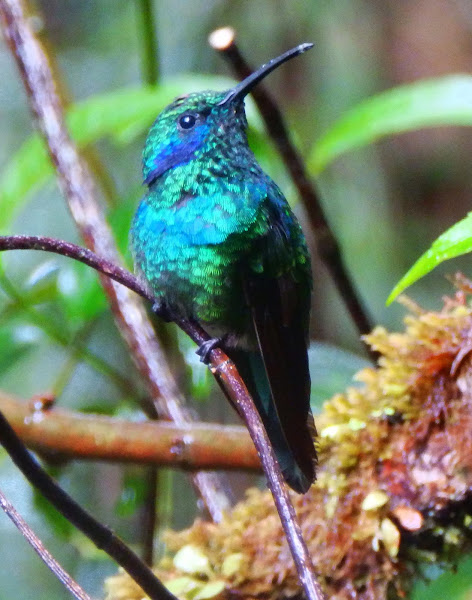 Green Violetear | Project Noah
