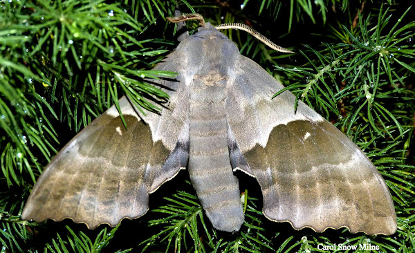Modest Sphinx Moth | Project Noah