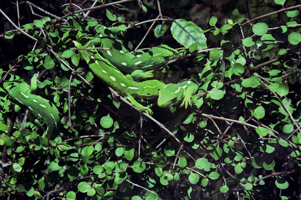 Wellington Green Gecko | Project Noah