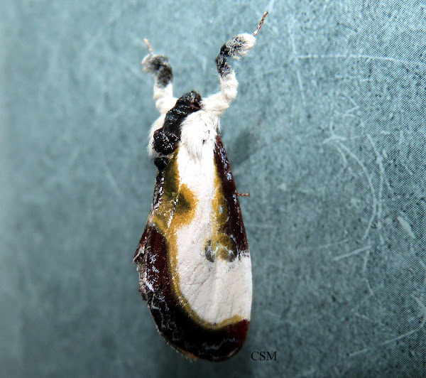 Beautiful Wood-Nymph Moth | Project Noah