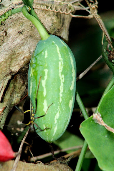 wild cucumber | Project Noah