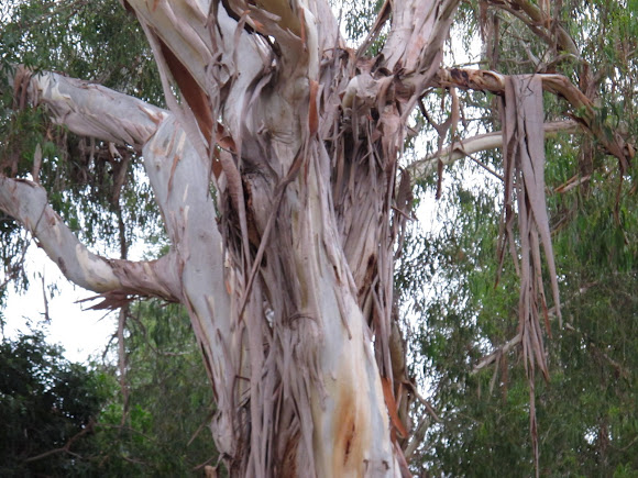 Ribbon Gum Tree | Project Noah
