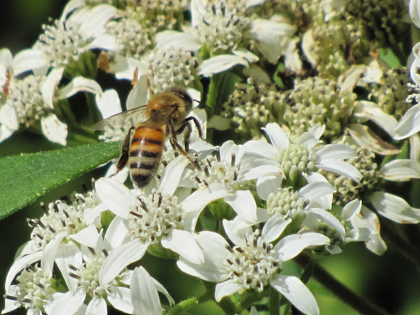 White crownbeard/frostweed | Project Noah
