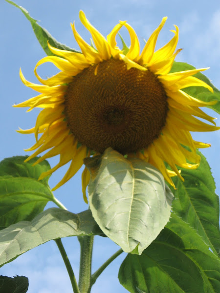 Giant Sunflower | Project Noah