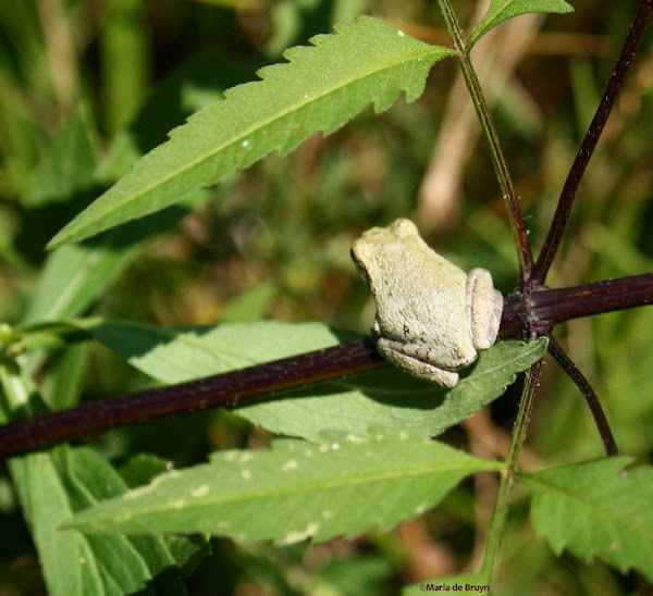 Cope's Gray Tree Frog | Project Noah
