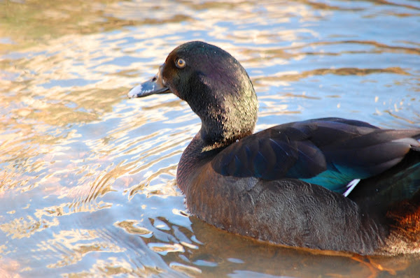 Mulard (Male) | Project Noah