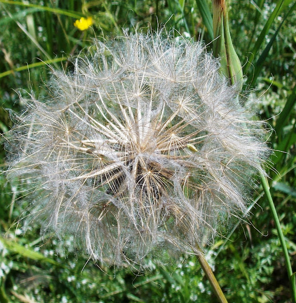 Yellow Goat's Beard (wildflower) | Project Noah