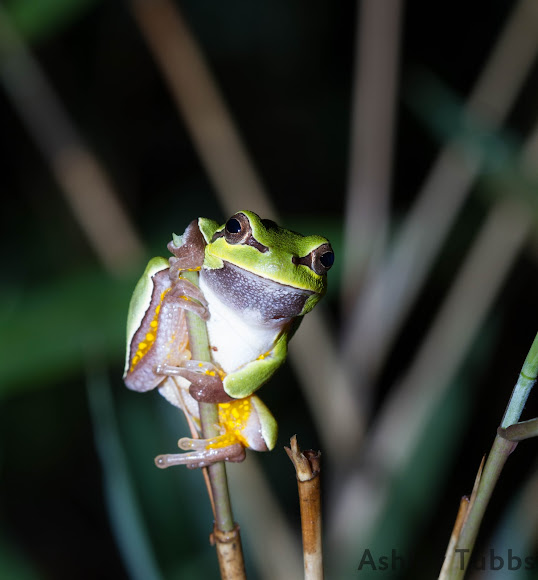 Pine Barrens Tree Frog | Project Noah