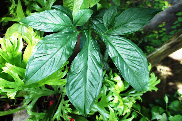 Five Fingers | Project Noah