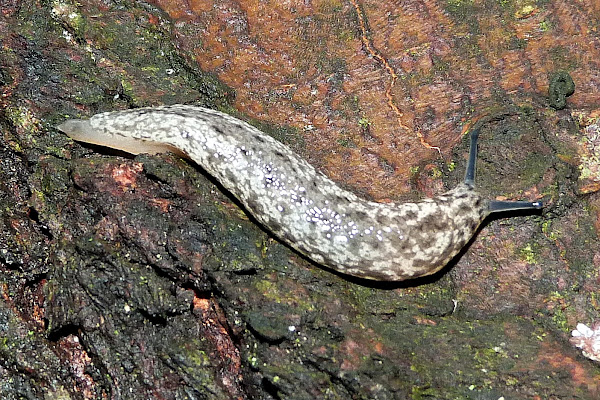 Gray Garden Slug | Project Noah