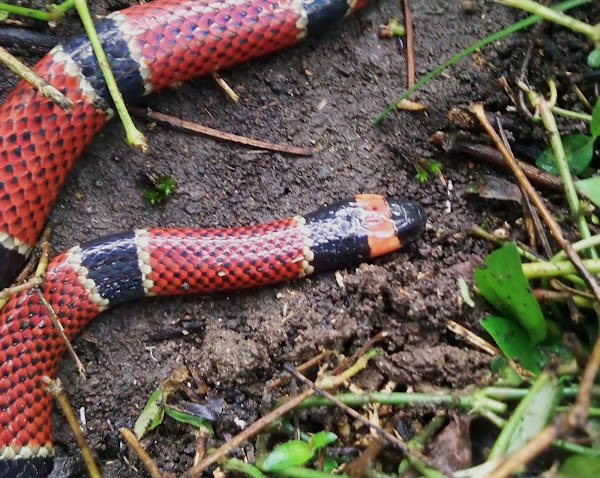 Coral Snake - Serpiente Coral | Project Noah