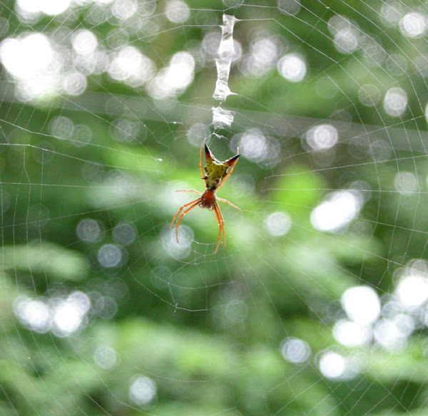 Arrow Shaped Micrathena Spider | Project Noah