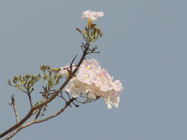 जय मंगल Padri Tree | Project Noah