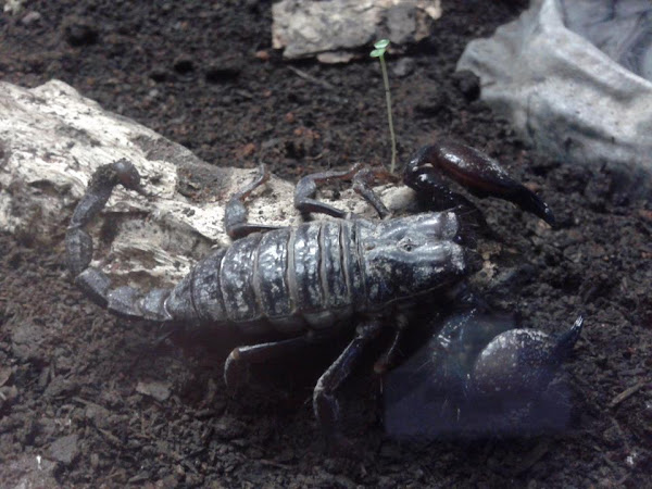 Emperor Scorpion | Project Noah