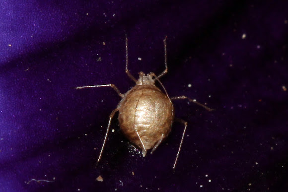 Aphid mummy | Project Noah