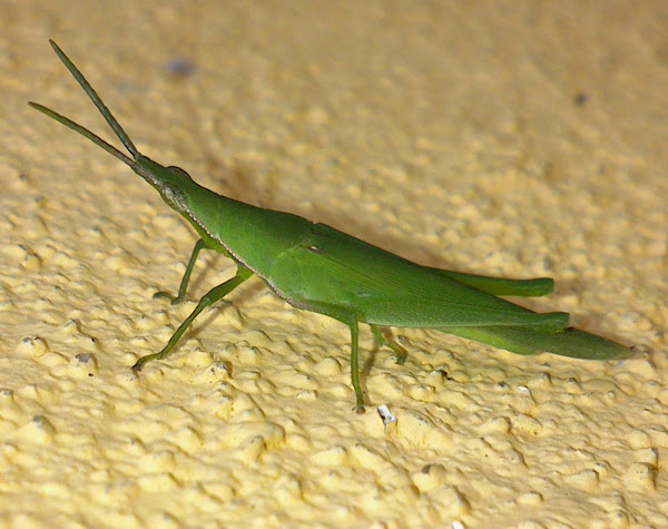 Vegetable Grasshopper | Project Noah