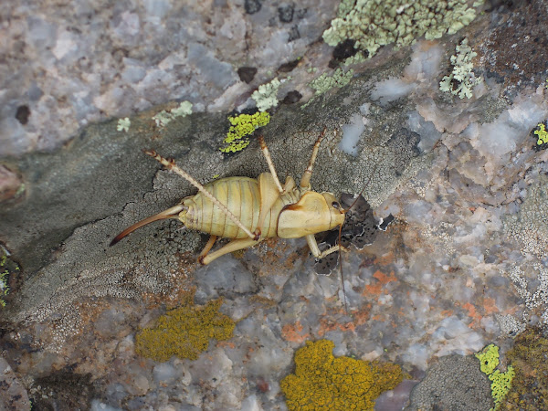 Mormon Cricket | Project Noah