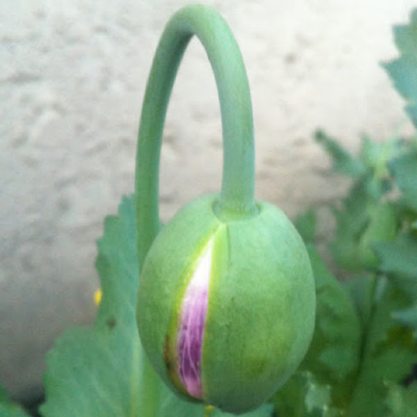 Giant Double Pink Poppy | Project Noah