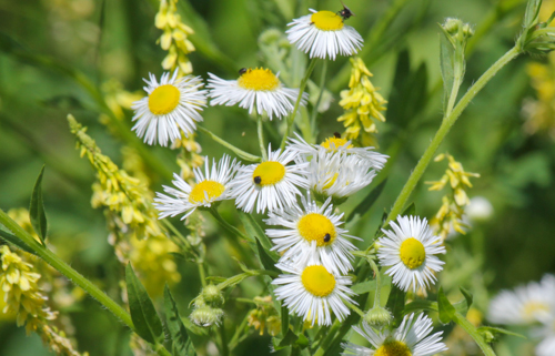 Annual Fleabane | Project Noah