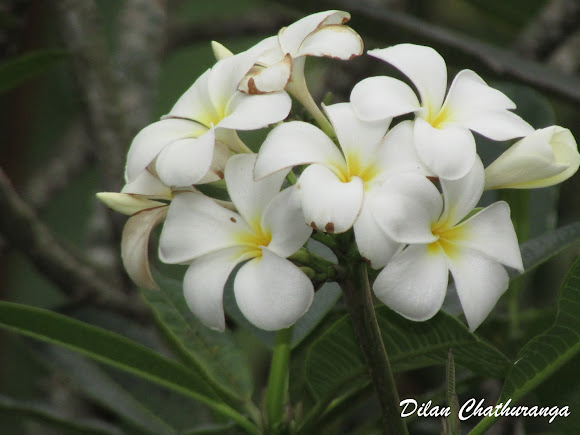 Temple Flower | Project Noah