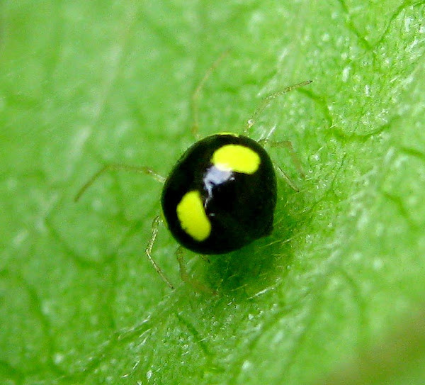 Cobweb Spider | Project Noah