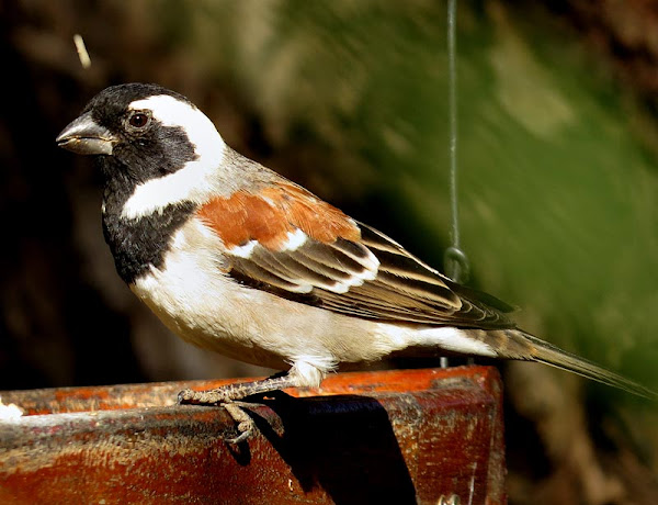 Cape Sparrow | Project Noah