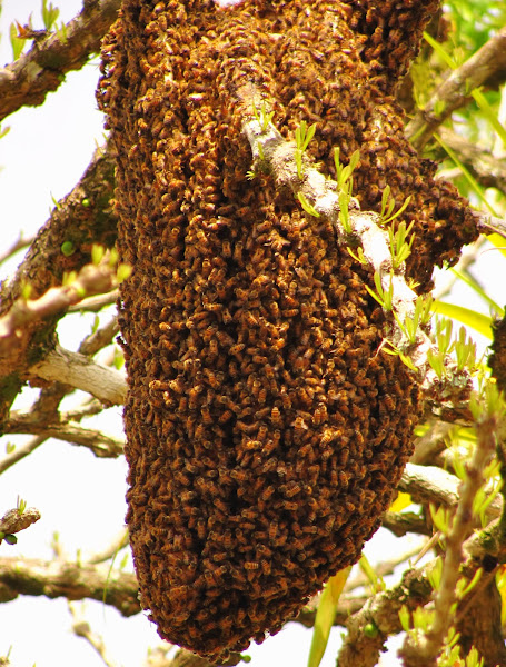 Abeja Africanizada | Project Noah