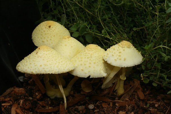 Flowerpot Parasol | Project Noah