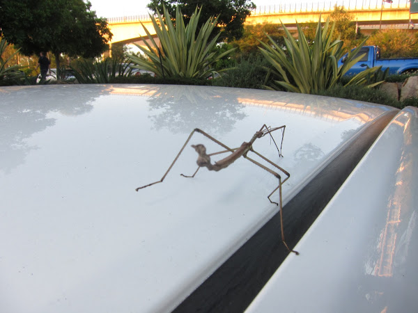 Tessellated Stick Insect (male) | Project Noah