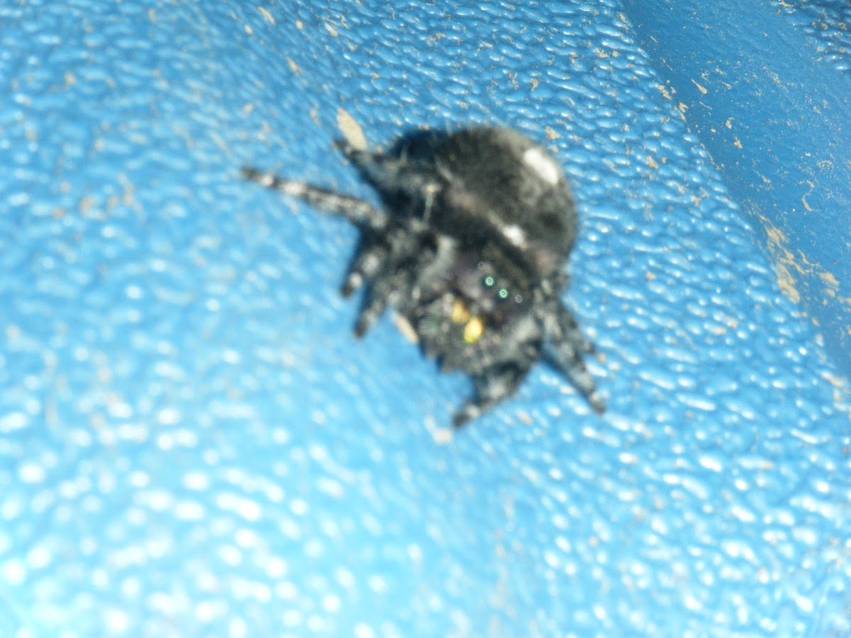 Common Jumping Spider | Project Noah