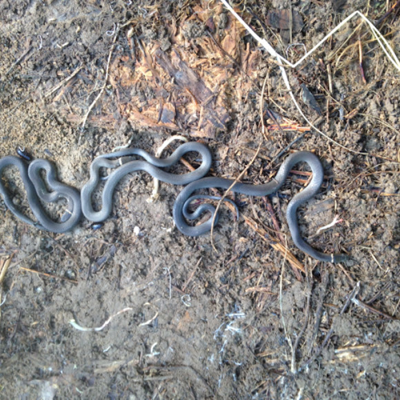 Northern ring-neck snake | Project Noah