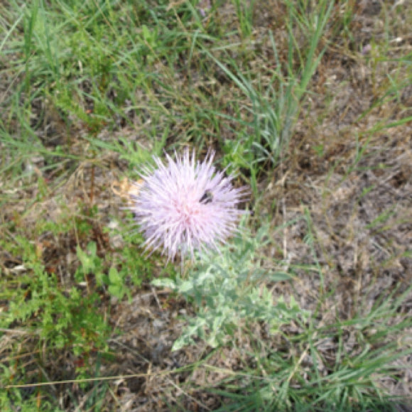 Wavy Thistle | Project Noah