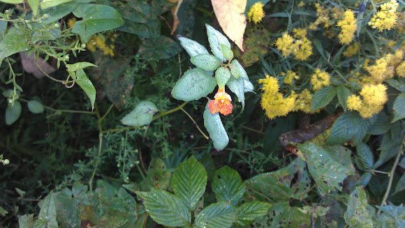 Spotted Touch-me-not | Project Noah