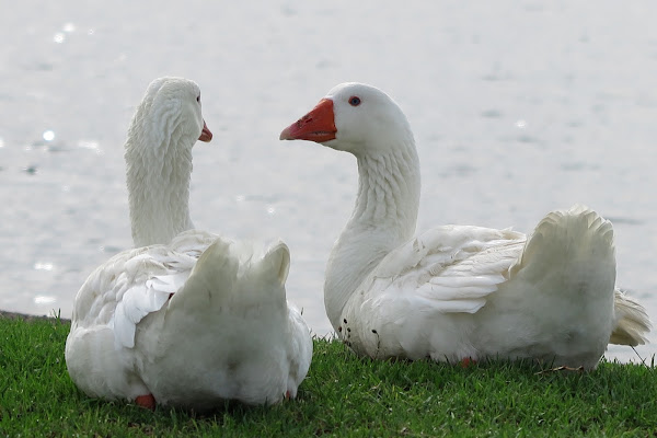 Australian Settler Geese | Project Noah