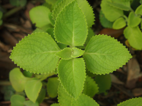 Country borage / Indian borage / Mexican mint / Spanish thyme | Project ...