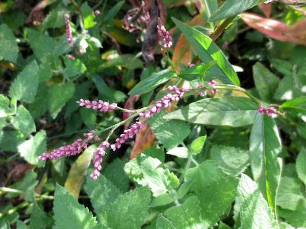 Long bristled smartweed | Project Noah