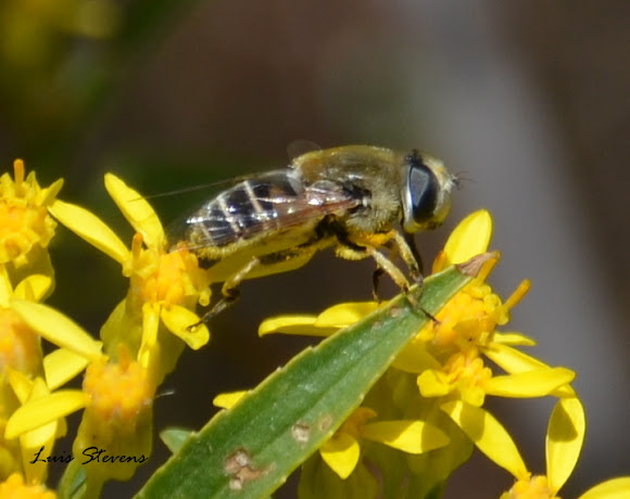 Syrphidae Fly | Project Noah