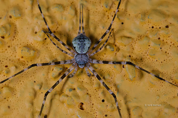 Tree Trunk Spider | Project Noah
