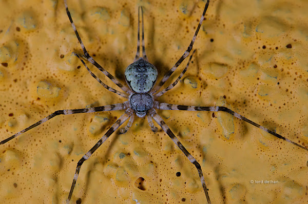 Tree Trunk Spider | Project Noah